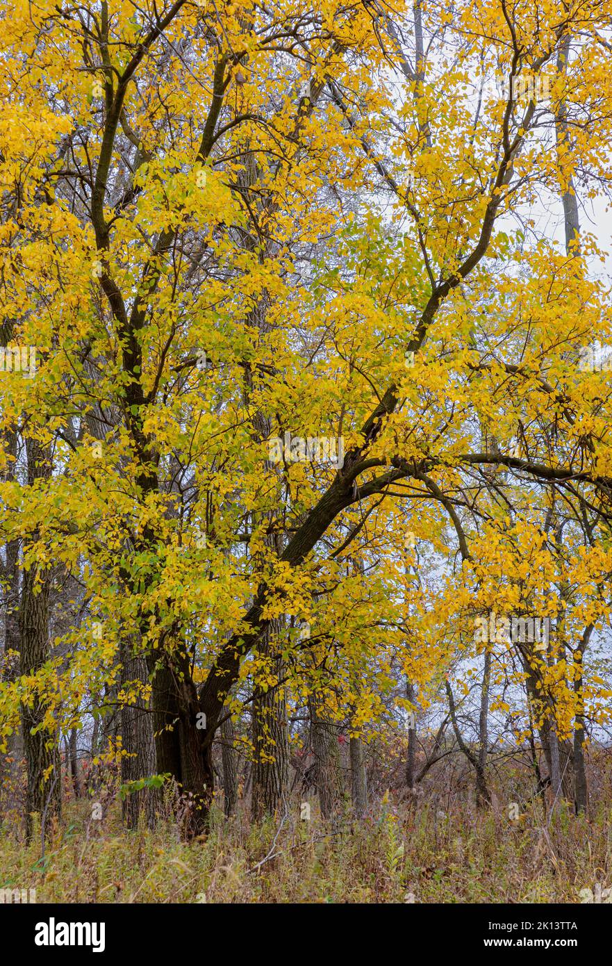 A tree with bright yellow foliage stands apart in a savanna at Rock Run ...