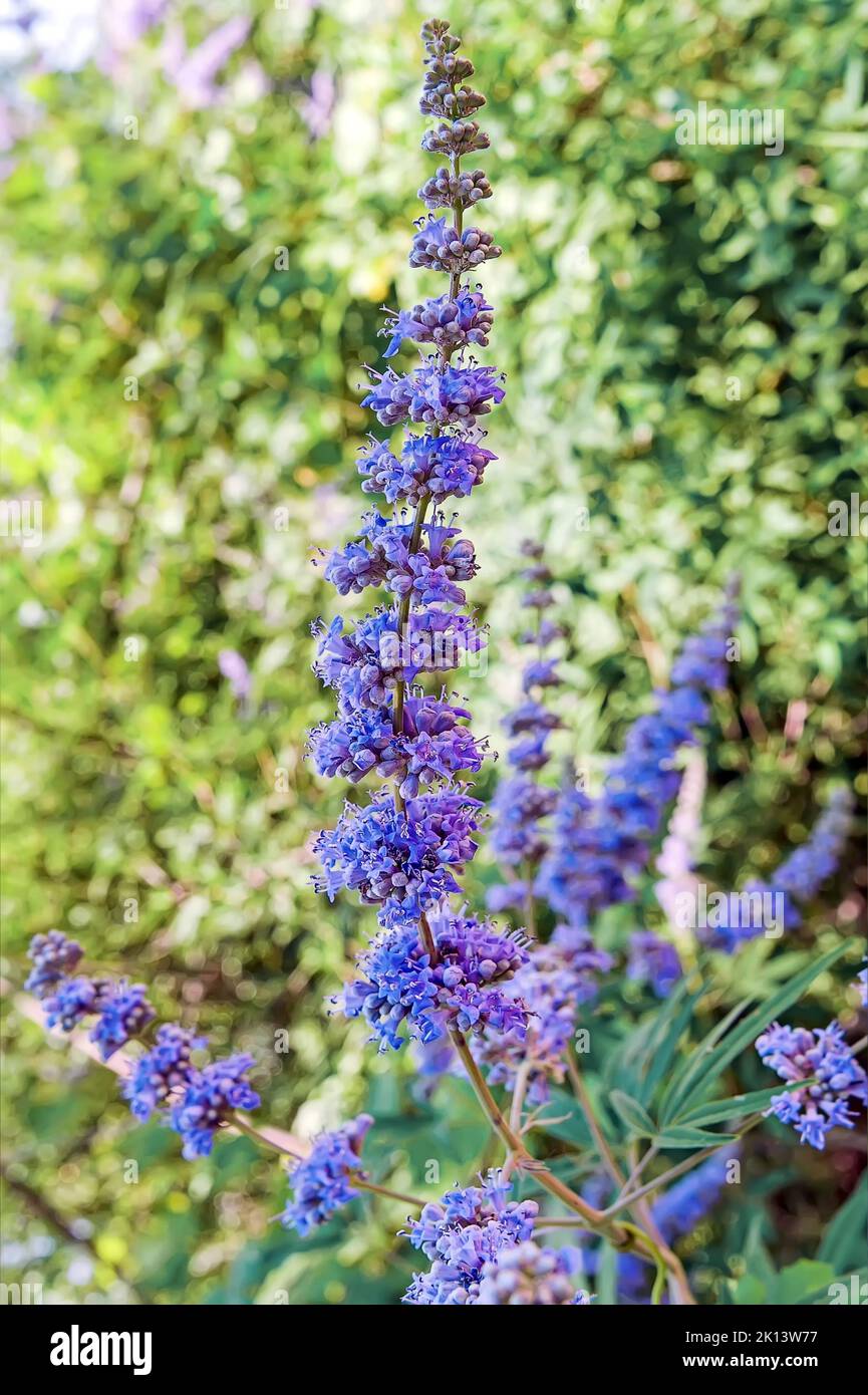 Tiny lilac flowers of Vitex agnus-castus, also called vitex, chaste ...