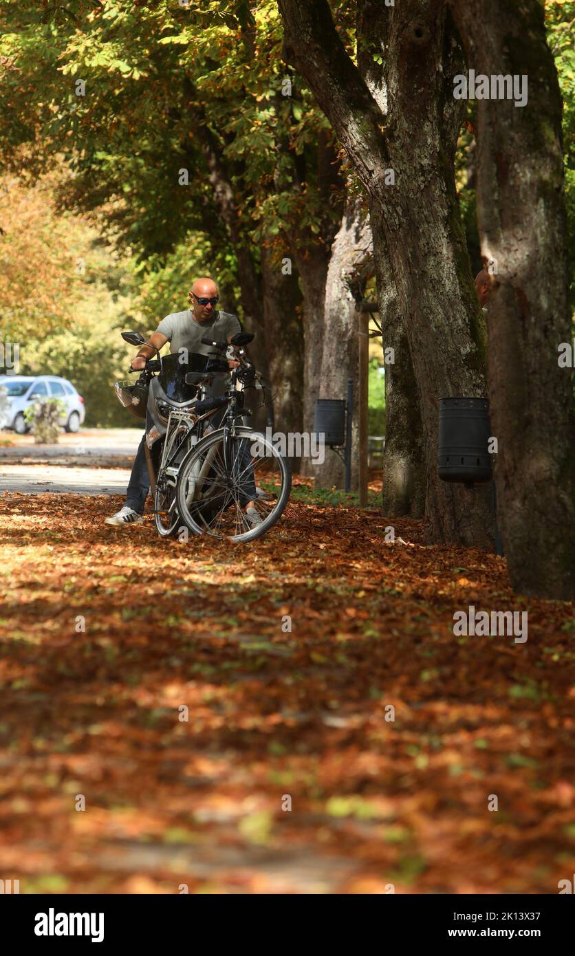 Yellowed leaves on trees in city parks herald the arrival of autumn in ...