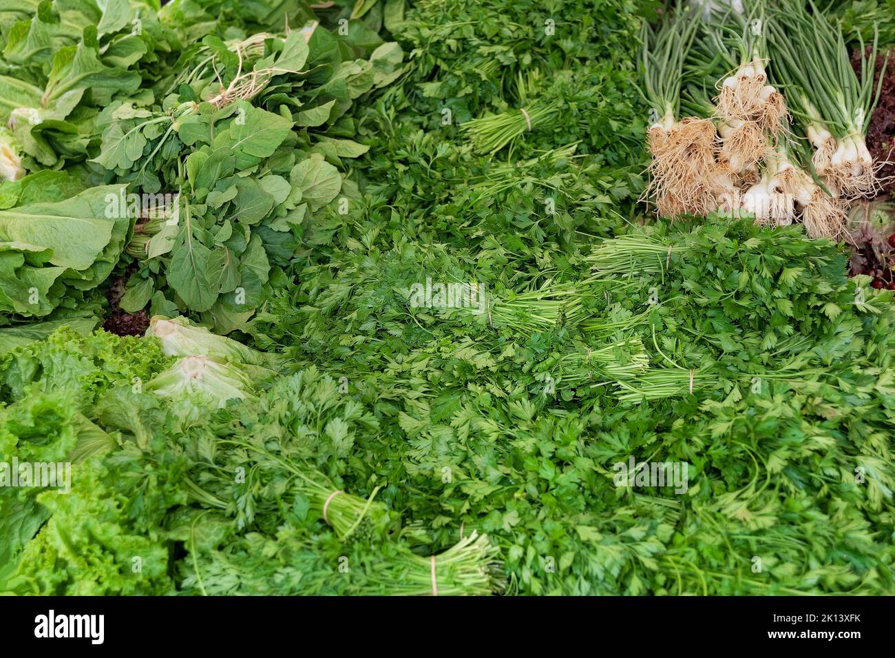 Varied greenery hi-res stock photography and images - Alamy