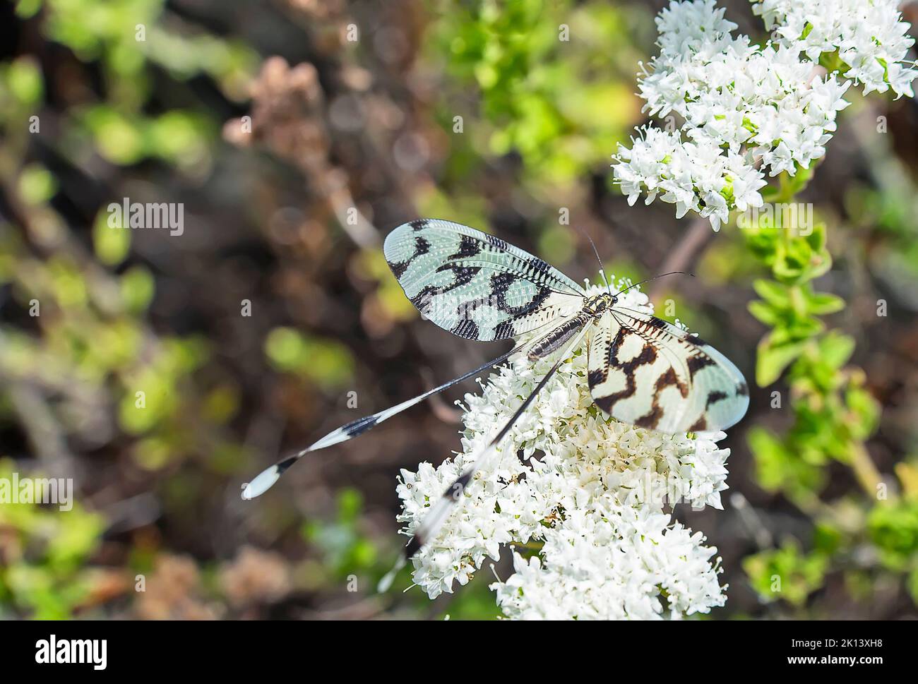 Spoonwing lacewing (Nemoptera sinuata) taken at Kayakoy in Turkey Stock ...