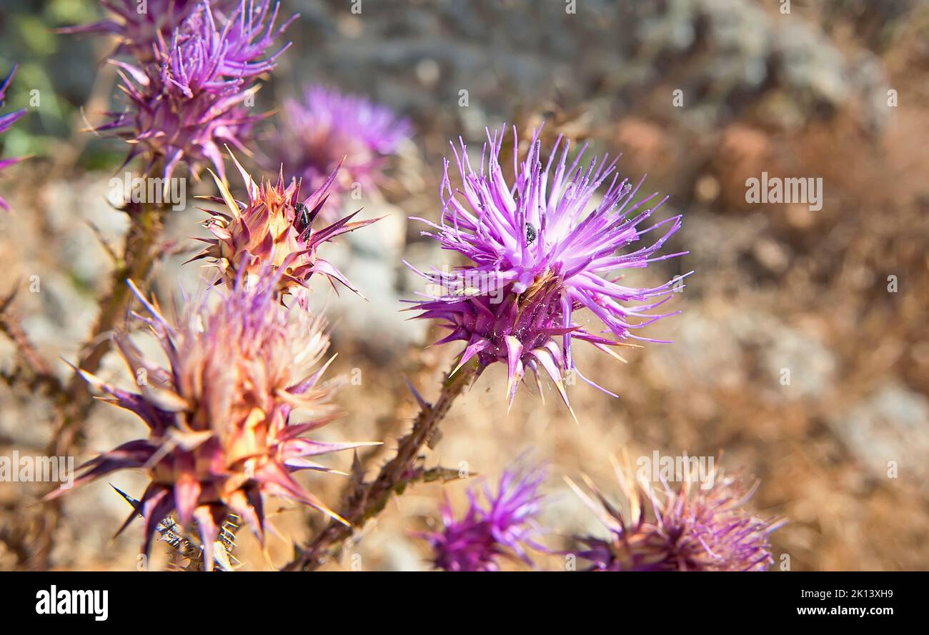 Medical park turkey hi-res stock photography and images - Alamy
