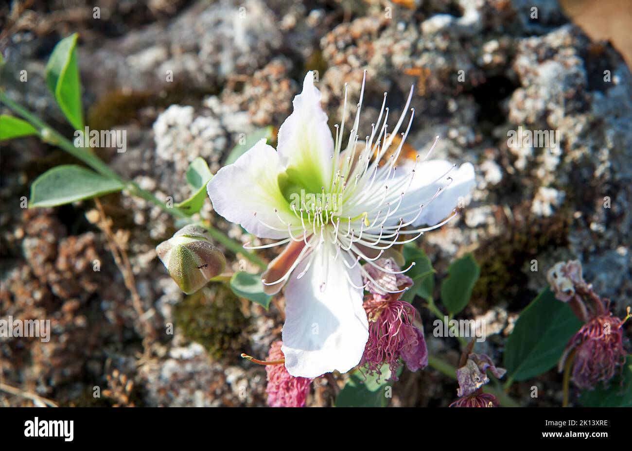 Caper blossom capparis spinosa hi-res stock photography and images - Alamy