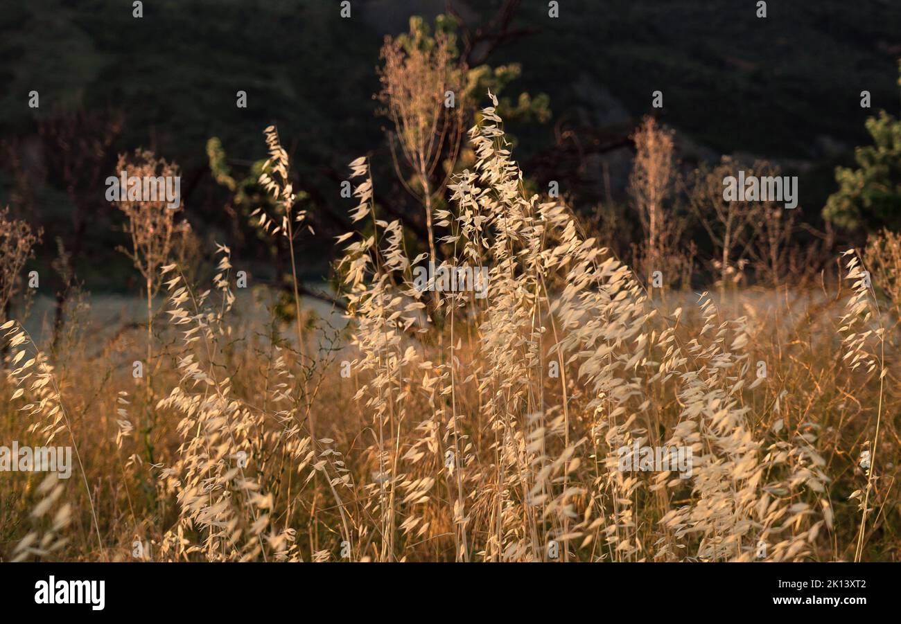 Stems of wild oat in the sunset Stock Photo - Alamy