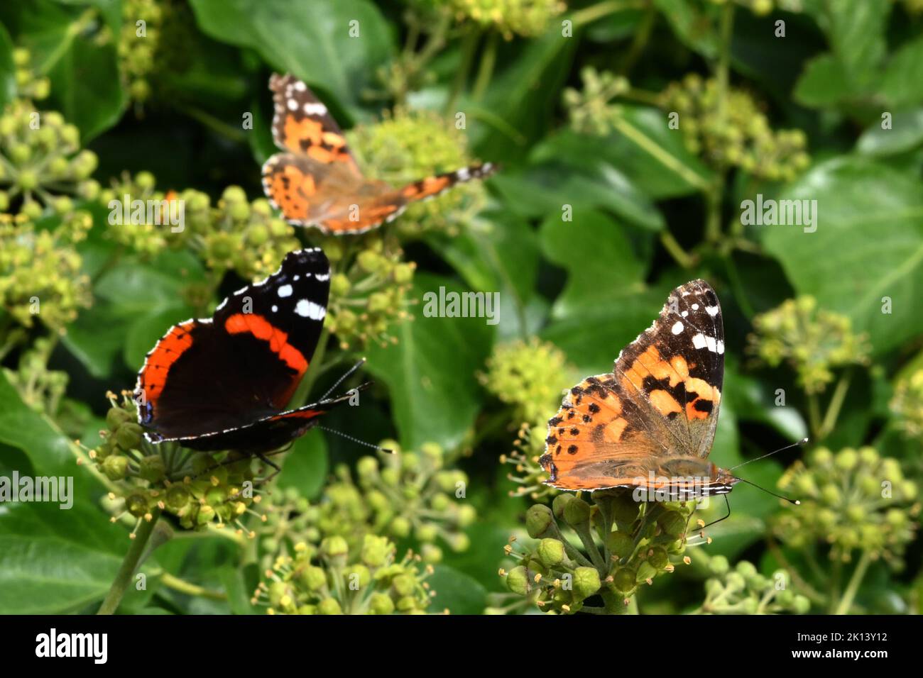 Both Red Admiral butterflies and Painted Ladies attracted to the nectar ...