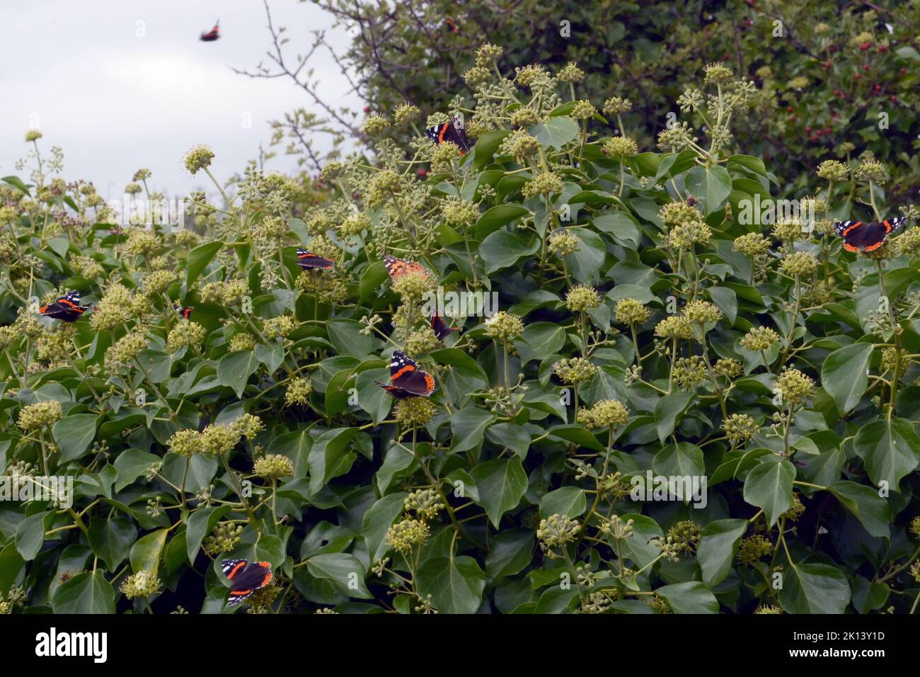 Green hedgerow insects hi-res stock photography and images - Alamy