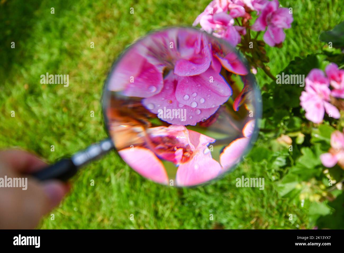A pink flower with rain drops through a magnifying glass Stock Photo ...