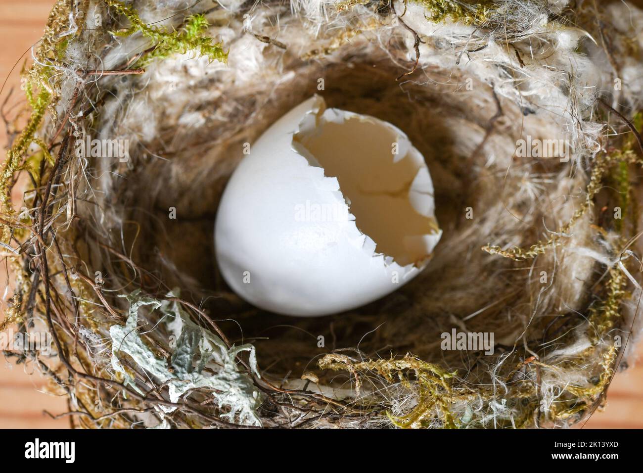 Hatched chicken egg nest hi-res stock photography and images - Alamy