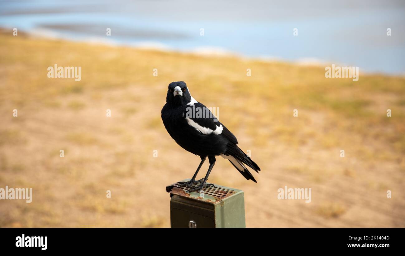 Maggie bird hi-res stock photography and images - Alamy