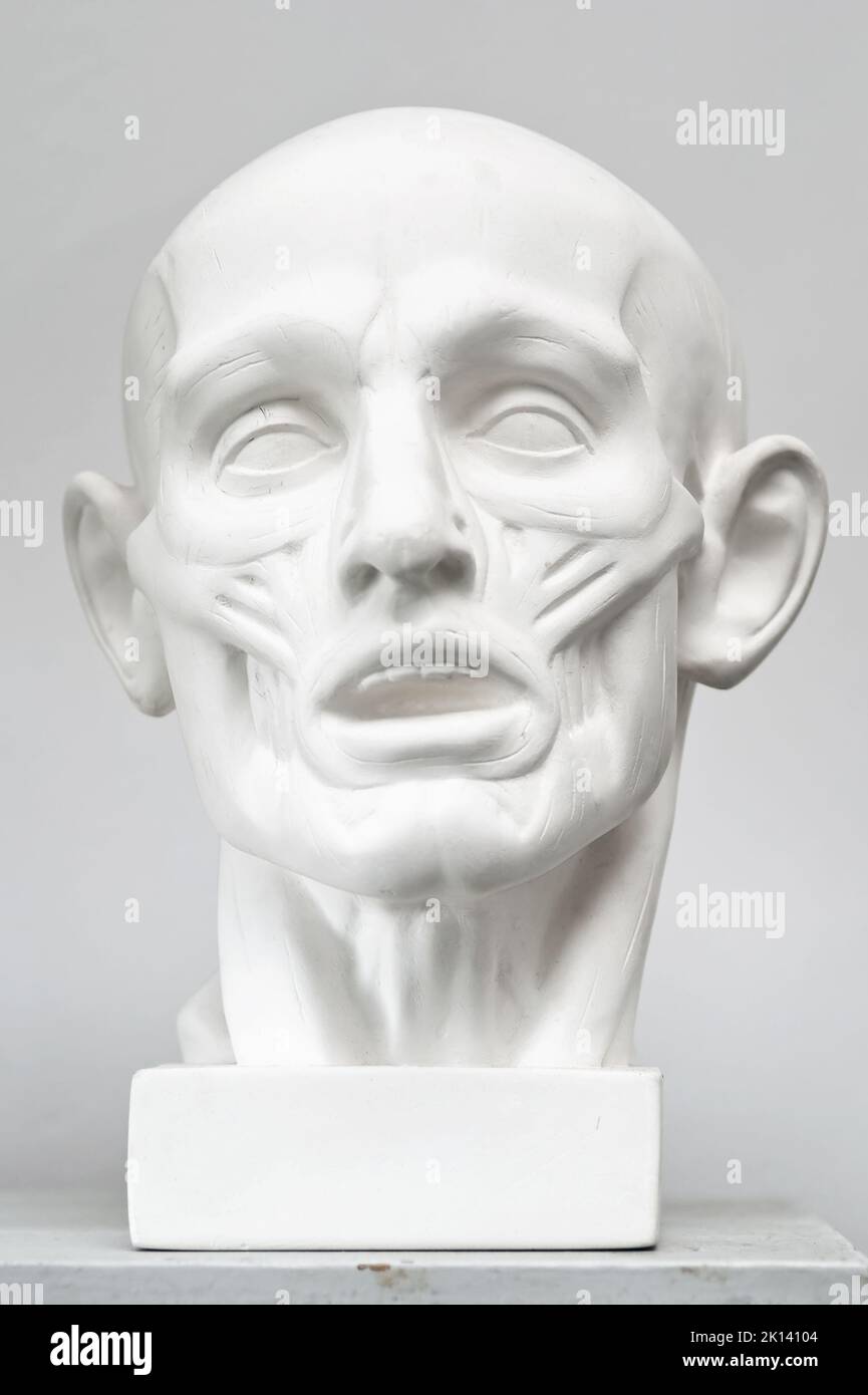 Plaster head model to learn to draw head on fine art lessons at studio ...