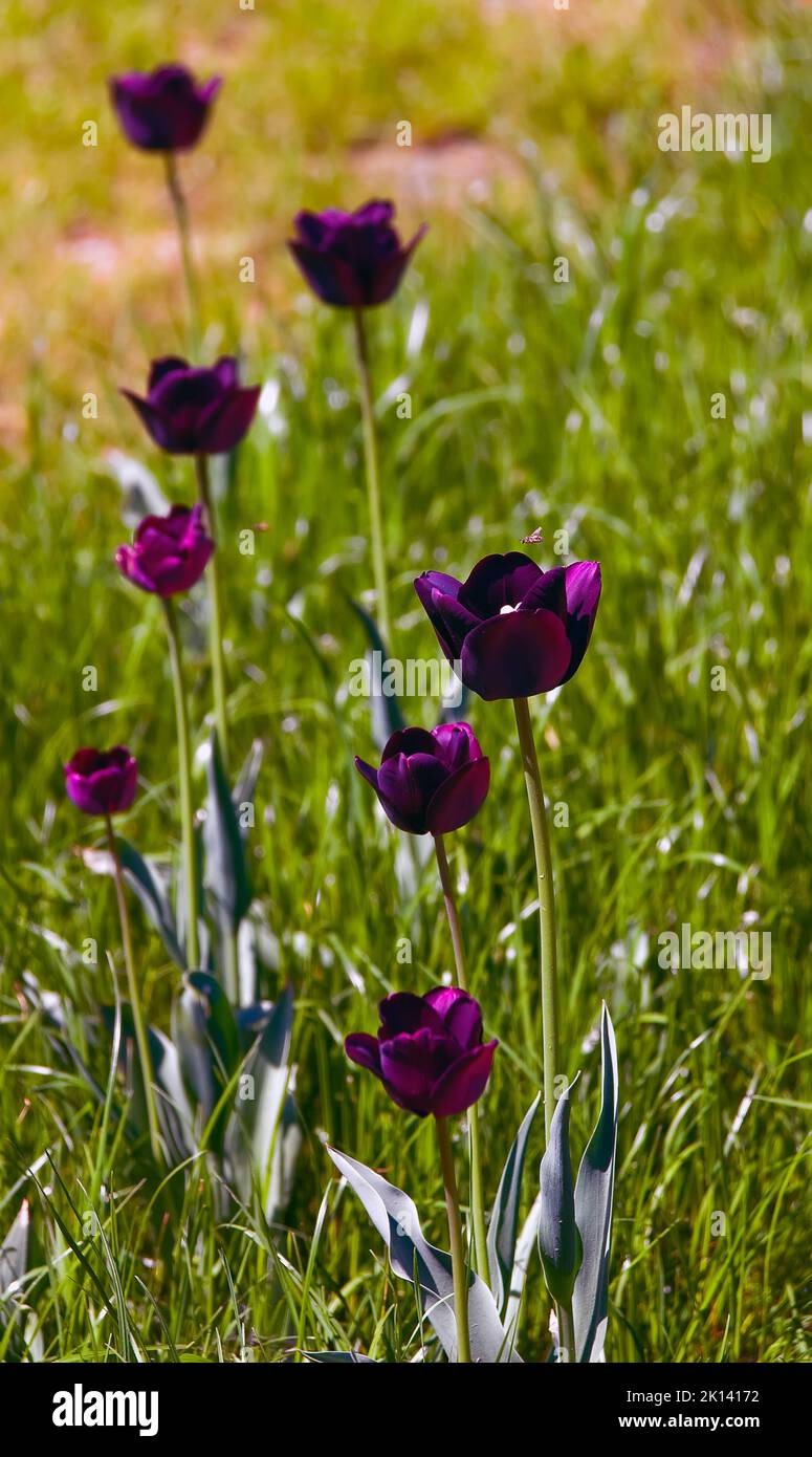 Black tulips in netherlands hi-res stock photography and images - Alamy