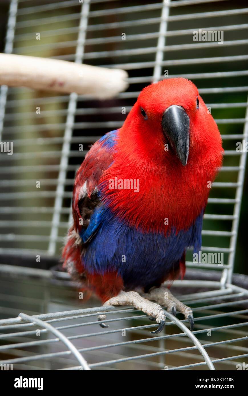 Female eclectus hi-res stock photography and images - Alamy