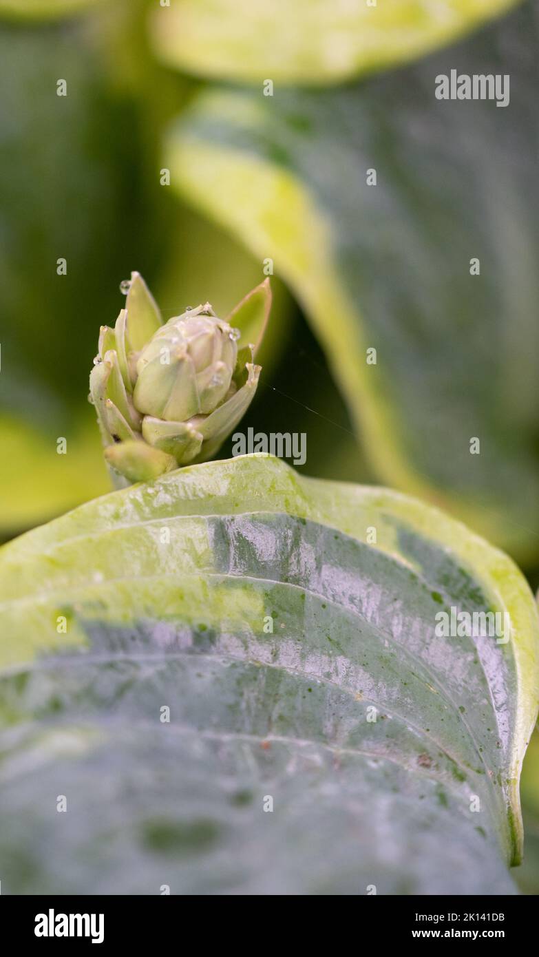 Hosta flower bud before flowering. Ornamental plant on a blurred ...