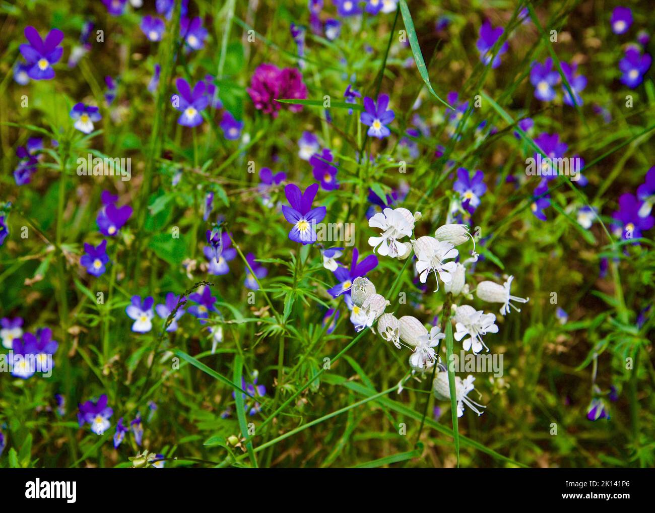 Wildflower scene in Scandinavian forest Stock Photo - Alamy