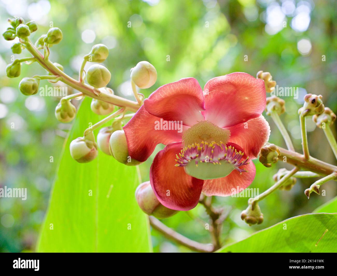 Sara tree flower in bloom Stock Photo - Alamy