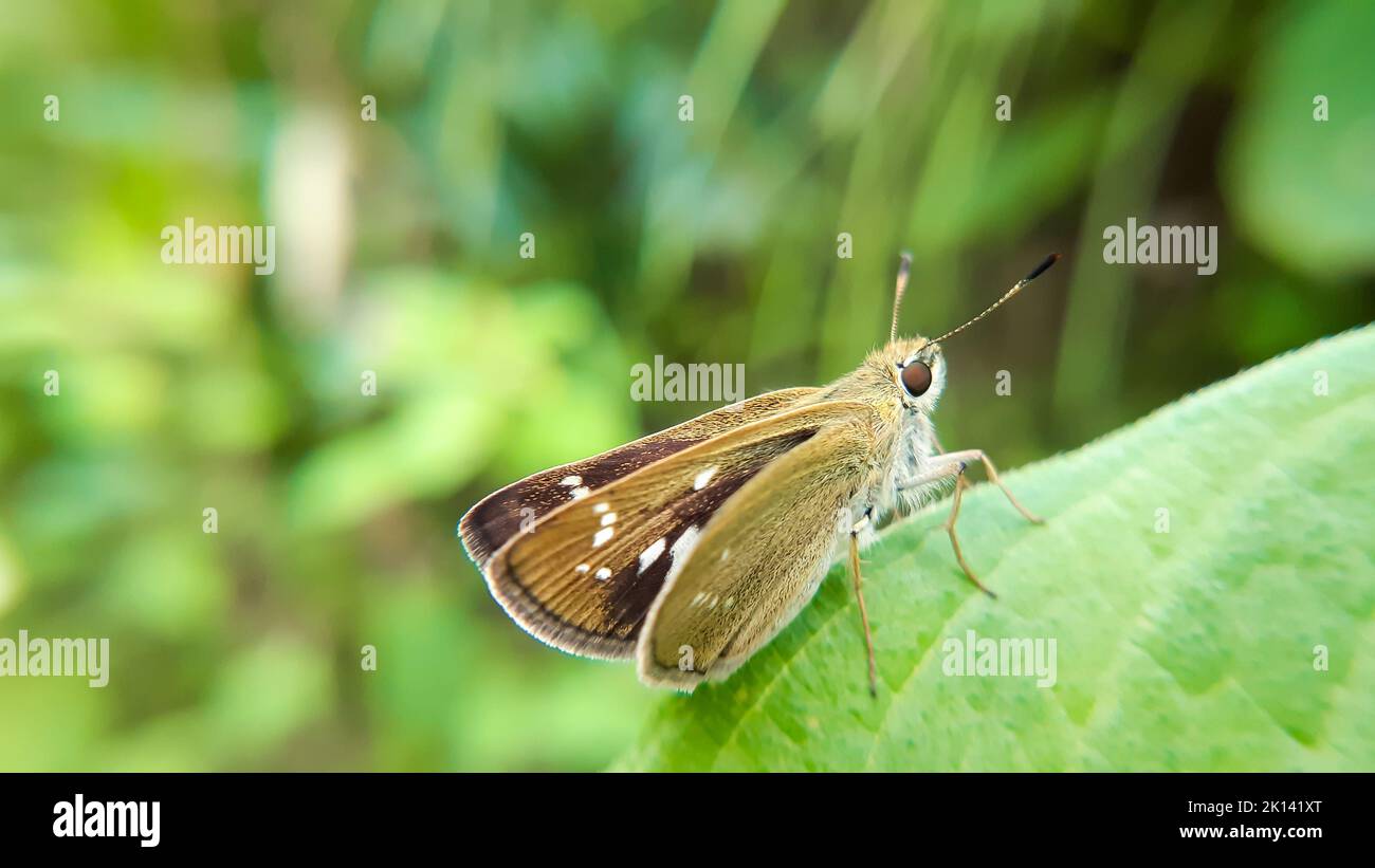 Swift rice hi-res stock photography and images - Alamy