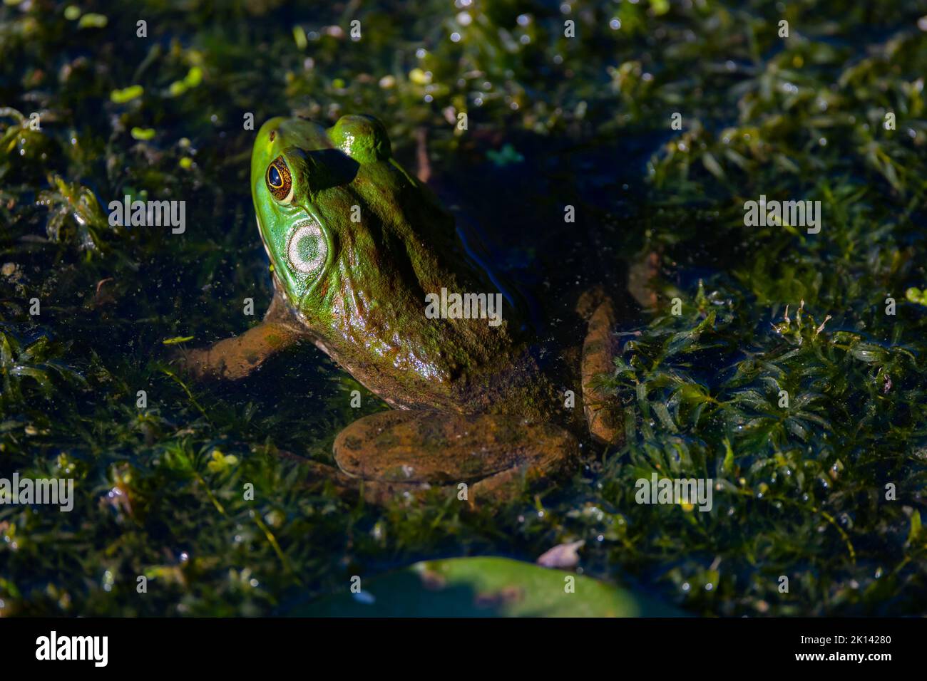 American bullfrog in grass hi-res stock photography and images - Alamy