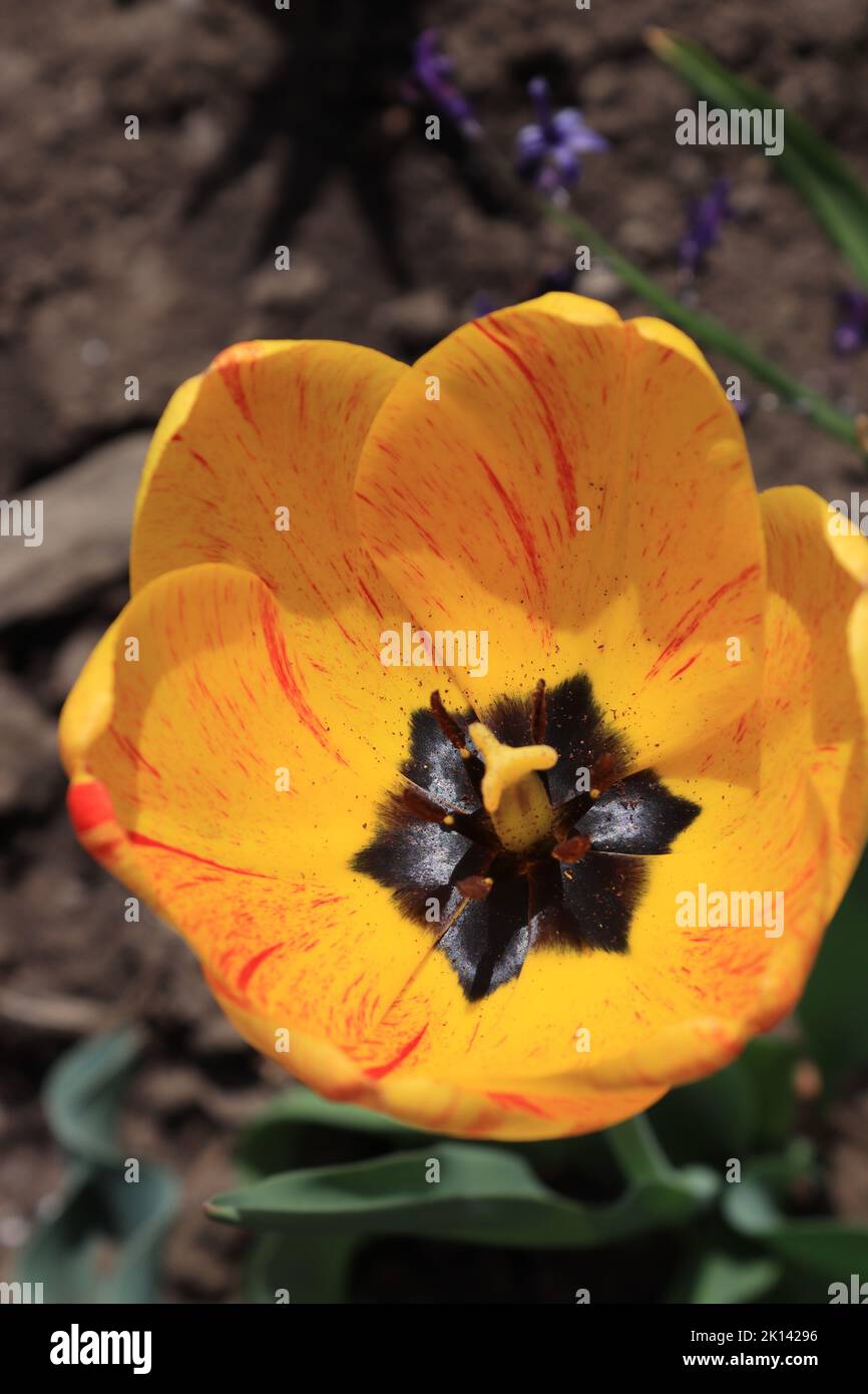 A closer look at the inside of a yellow tulip Stock Photo - Alamy