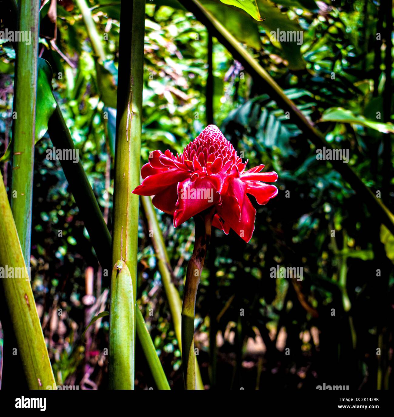 Happy flower pictures hi-res stock photography and images - Alamy