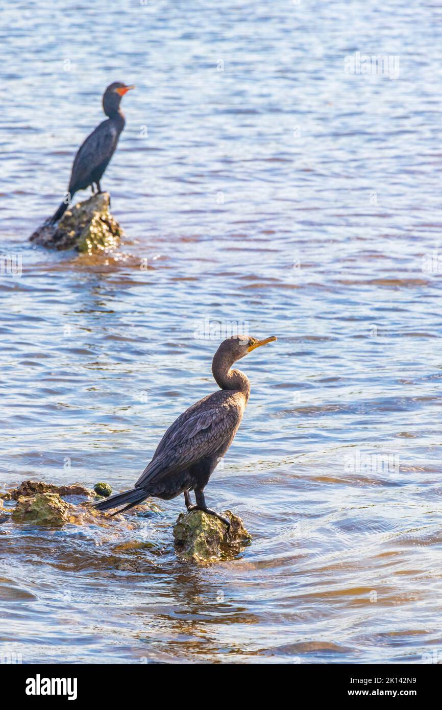 Neotropis Long-tailed Cormorant Cormorants sitting on rock boulder ...