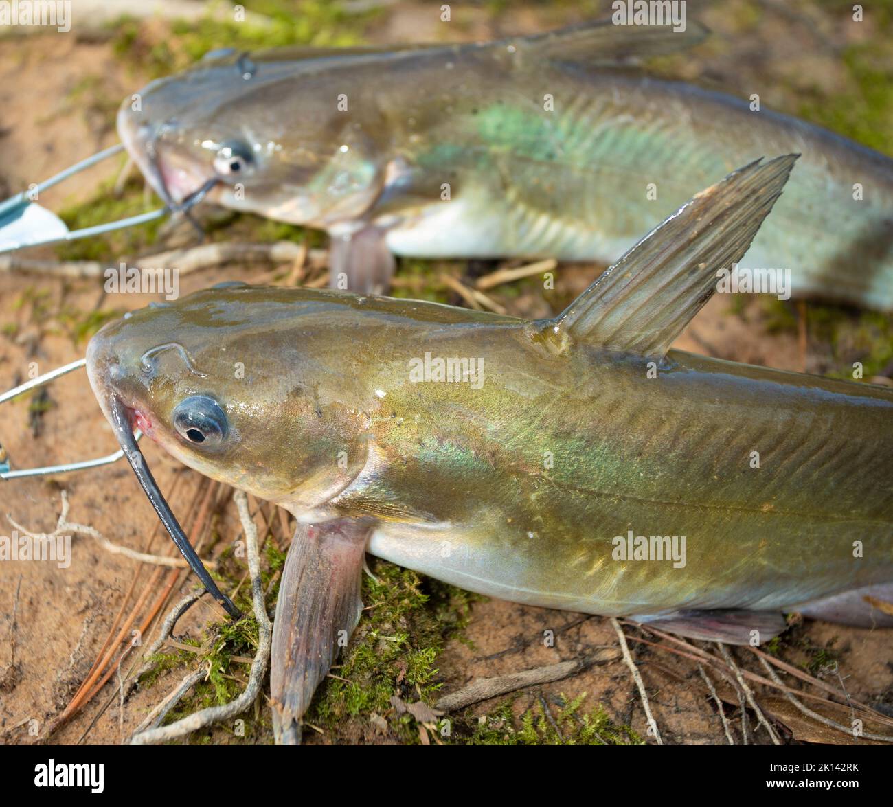 Colorful catfish caught by fishing and on a stringer Stock Photo - Alamy