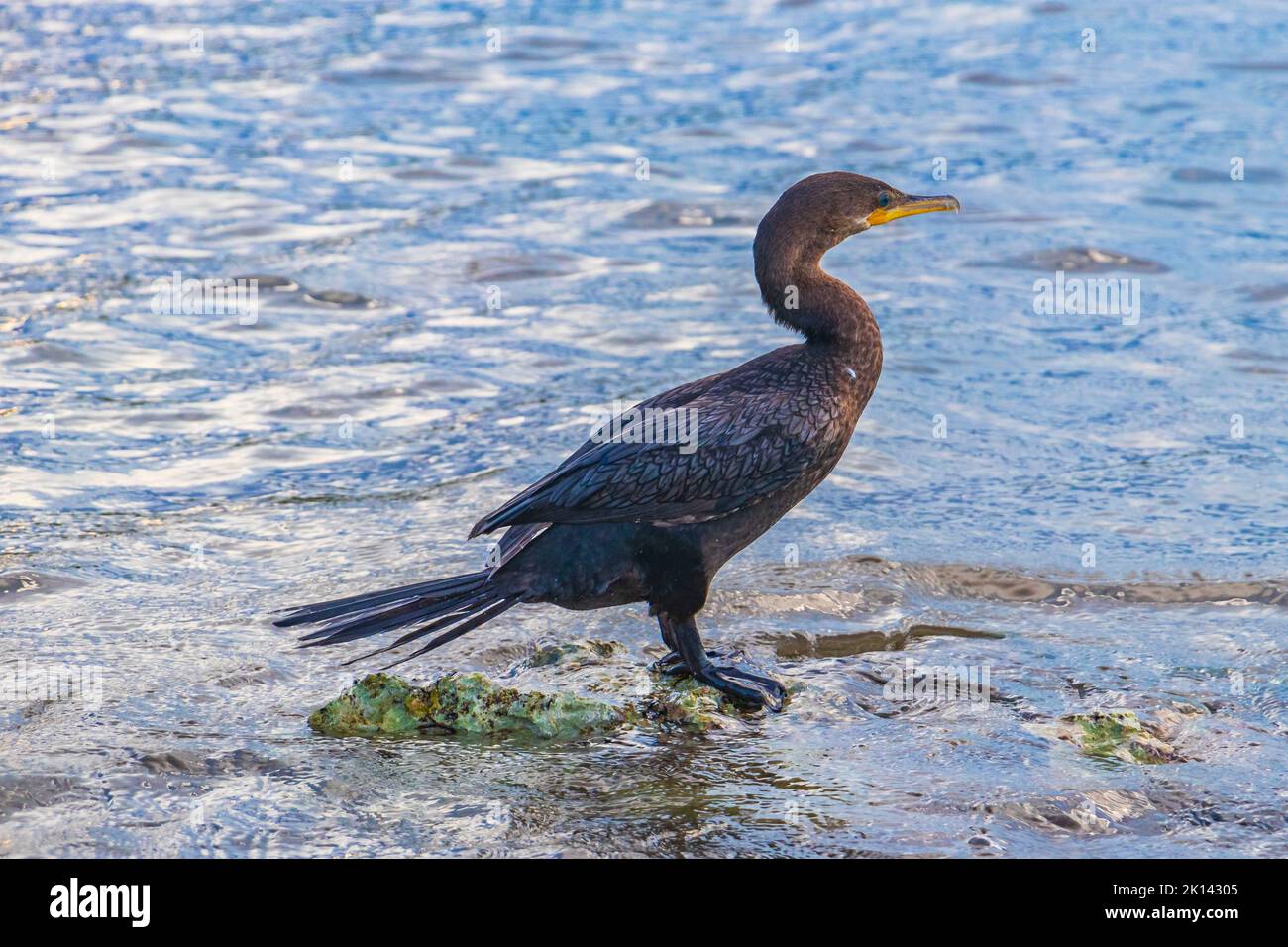 Neotropis Long-tailed Cormorant Cormorants sitting on rock boulder ...