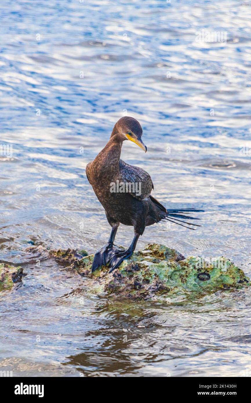 Neotropis Long-tailed Cormorant Cormorants sitting on rock boulder ...