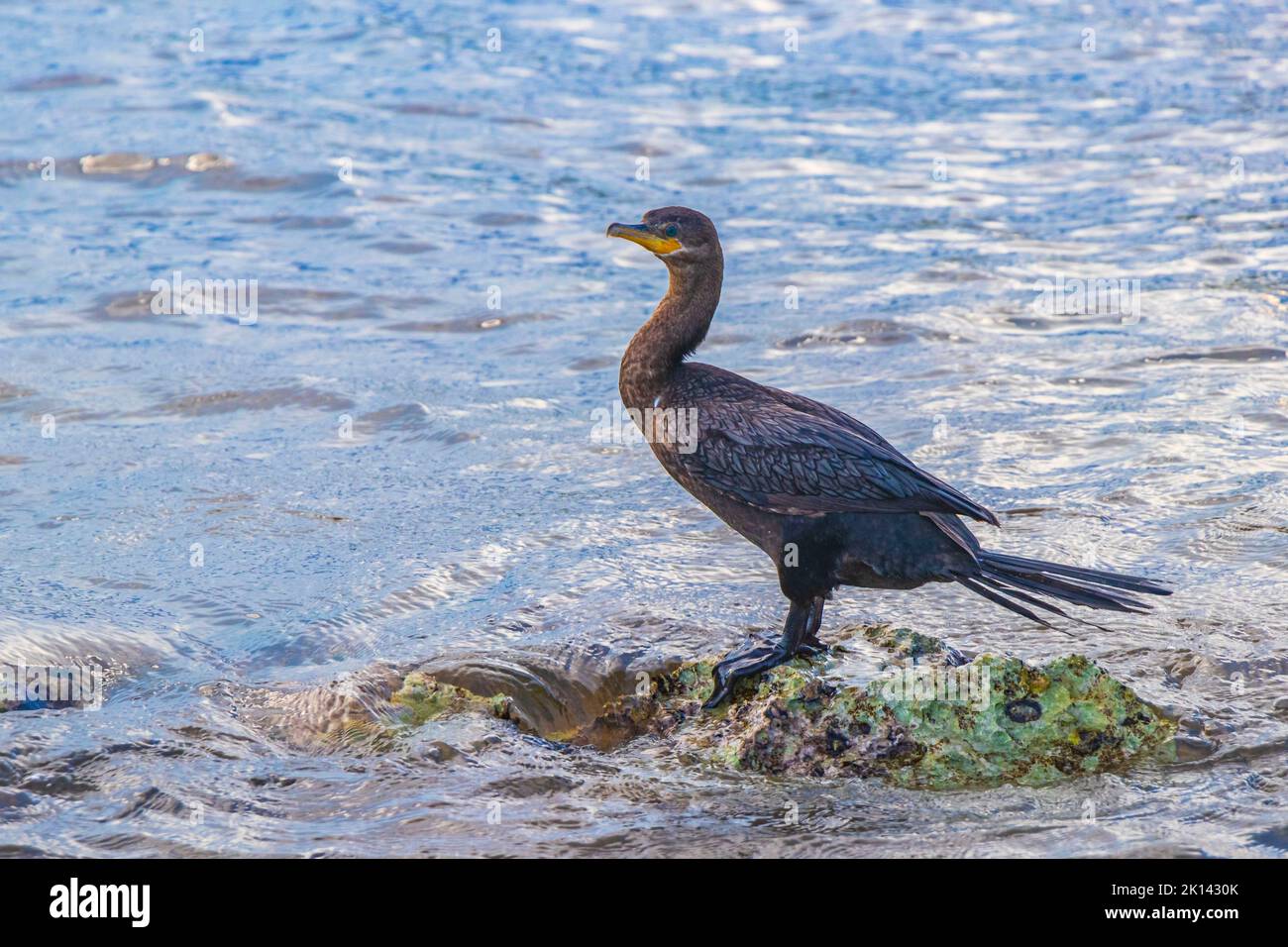 Neotropis Long-tailed Cormorant Cormorants sitting on rock boulder ...