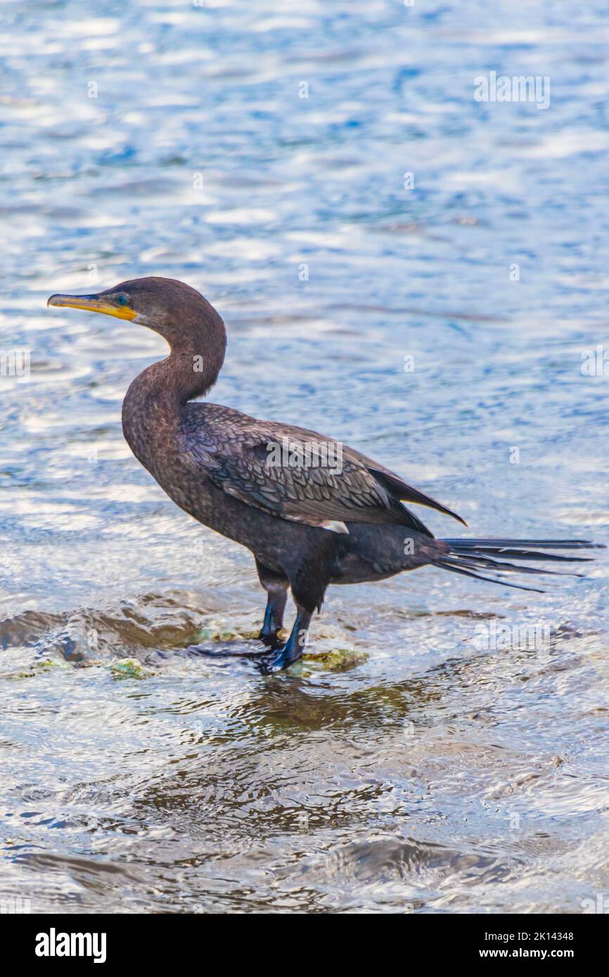Neotropis Long-tailed Cormorant Cormorants sitting on rock boulder ...