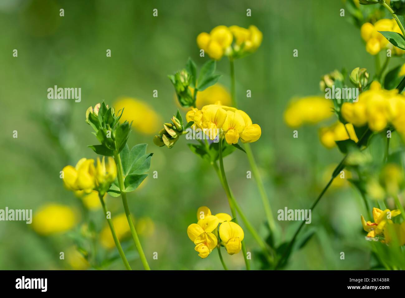 Bird's foot trefoil (Lotus corniculatus Stock Photo - Alamy