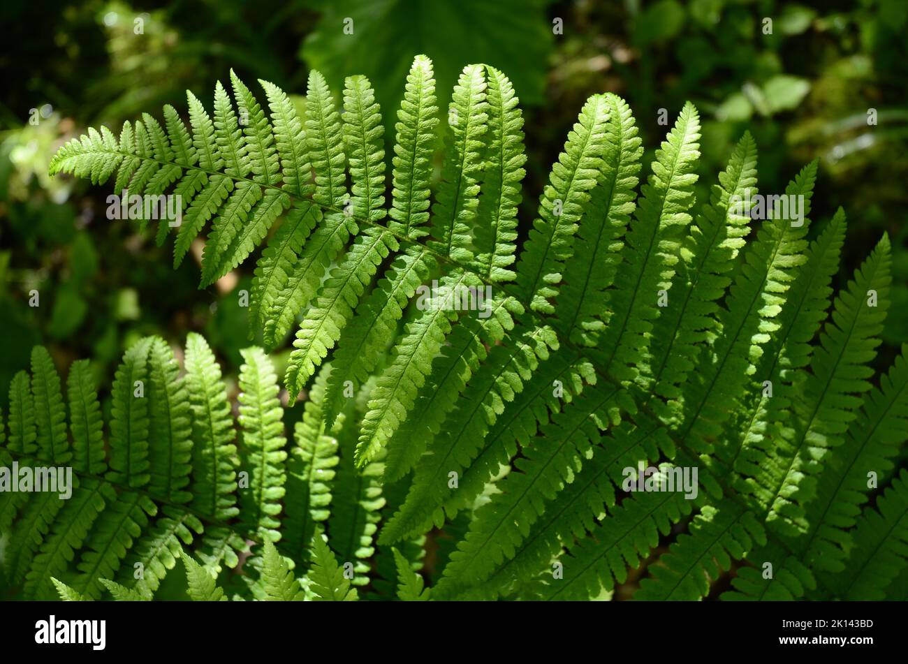 Green fern leave close up and selective focus. Natural background with ...