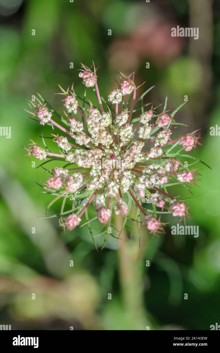 Plantvertical hi-res stock photography and images - Alamy
