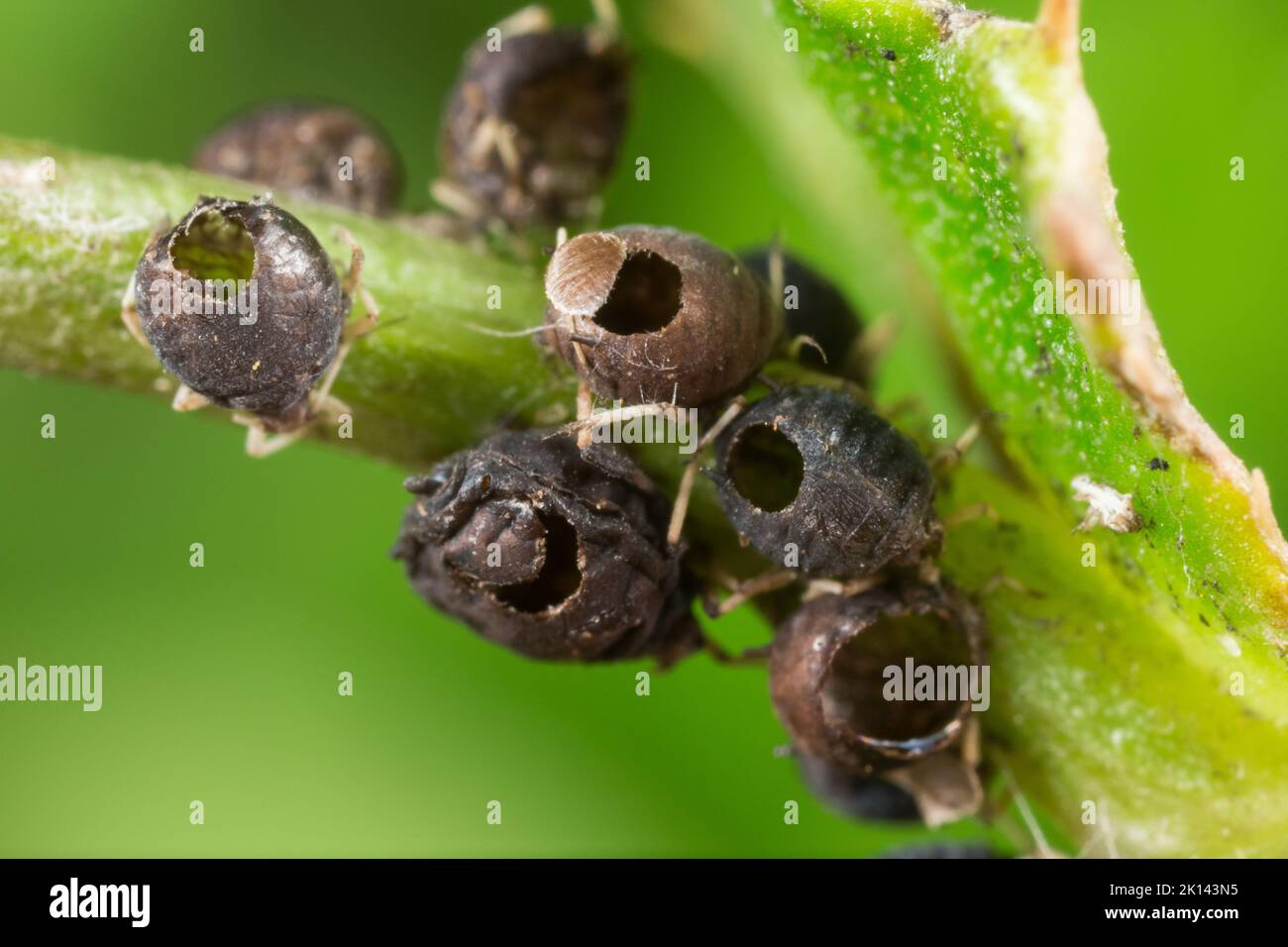 Parasitoid host hi-res stock photography and images - Alamy