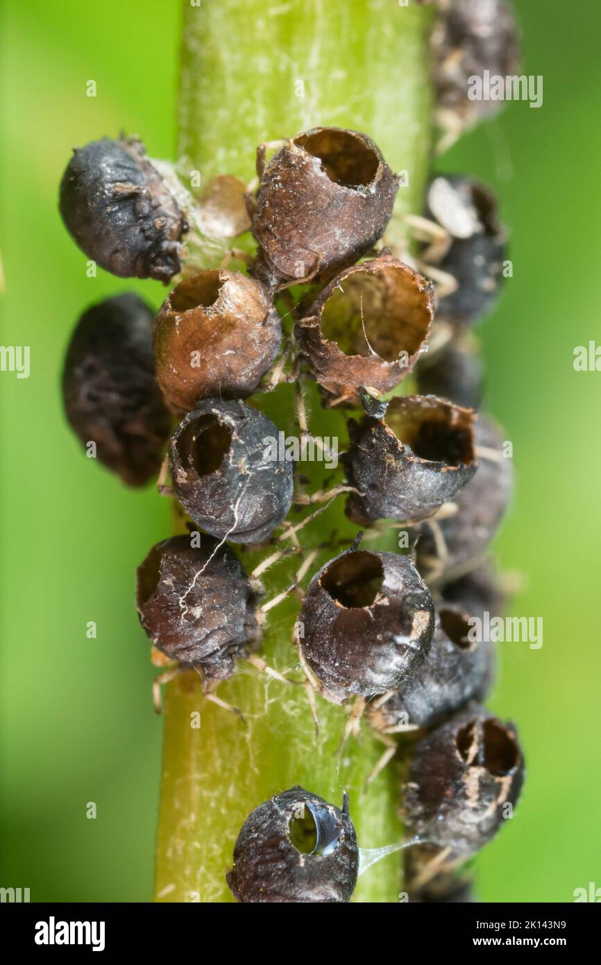 Aphid parasitoid wasp victims Stock Photo - Alamy
