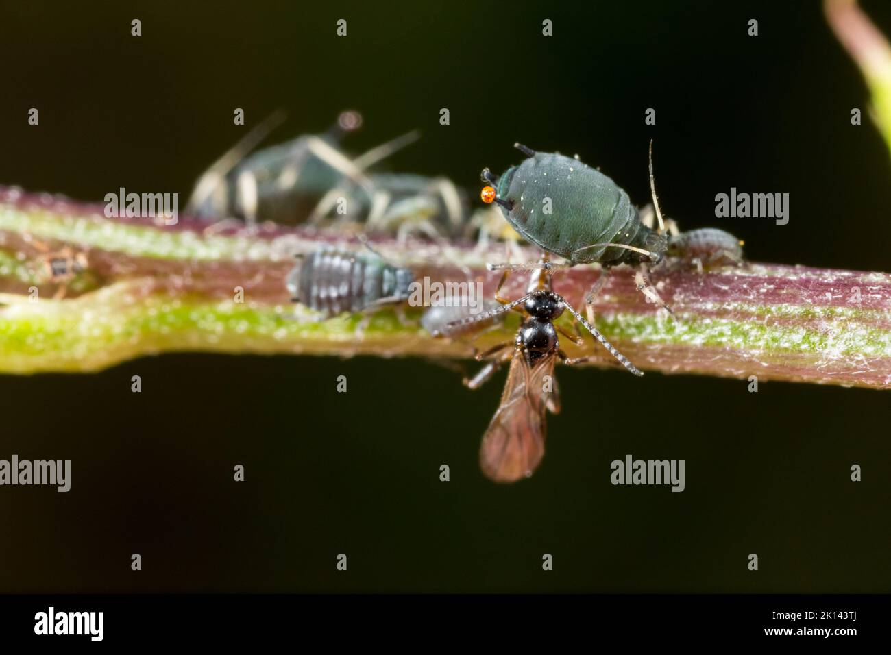 Parasitoid wasp with aphid hi-res stock photography and images - Alamy