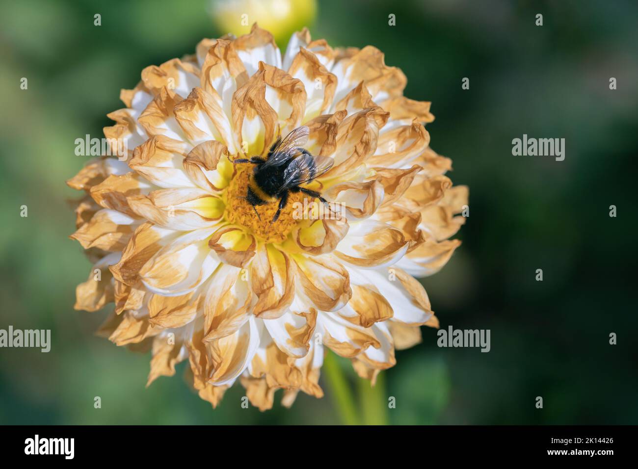 Bumblebee on a withered dahlia blossom. Concept for last food sources ...