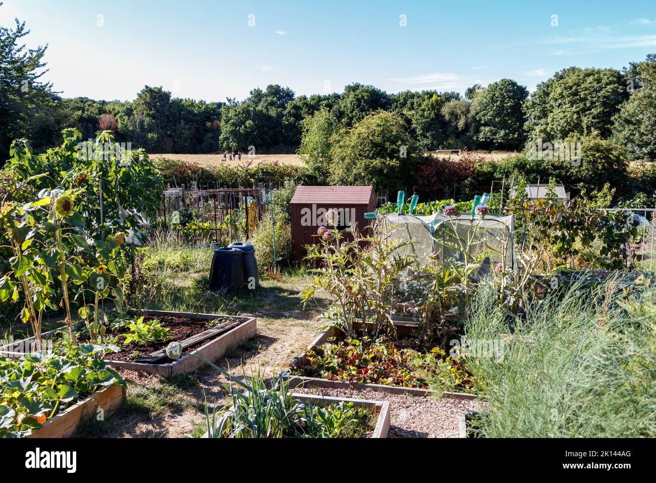 View of Crouch End Open Space across a council allotment in Haringey ...