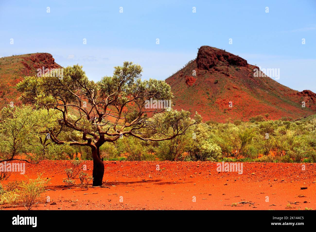 Tree in Outback Landscape, Pilbara, Northwest Australia Stock Photo - Alamy