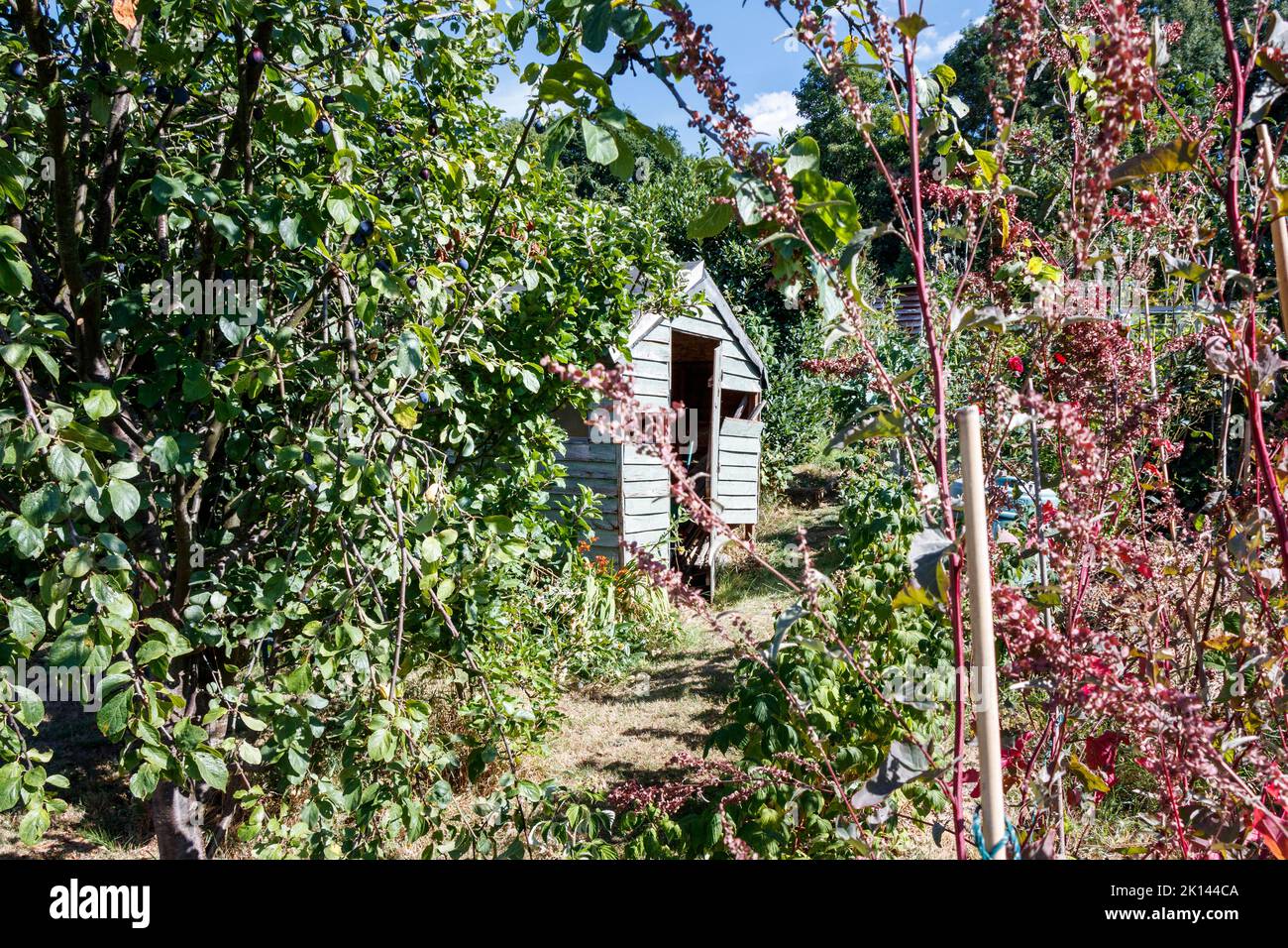 A ramshackle and dilapidated garden shed seen through foliage on a ...