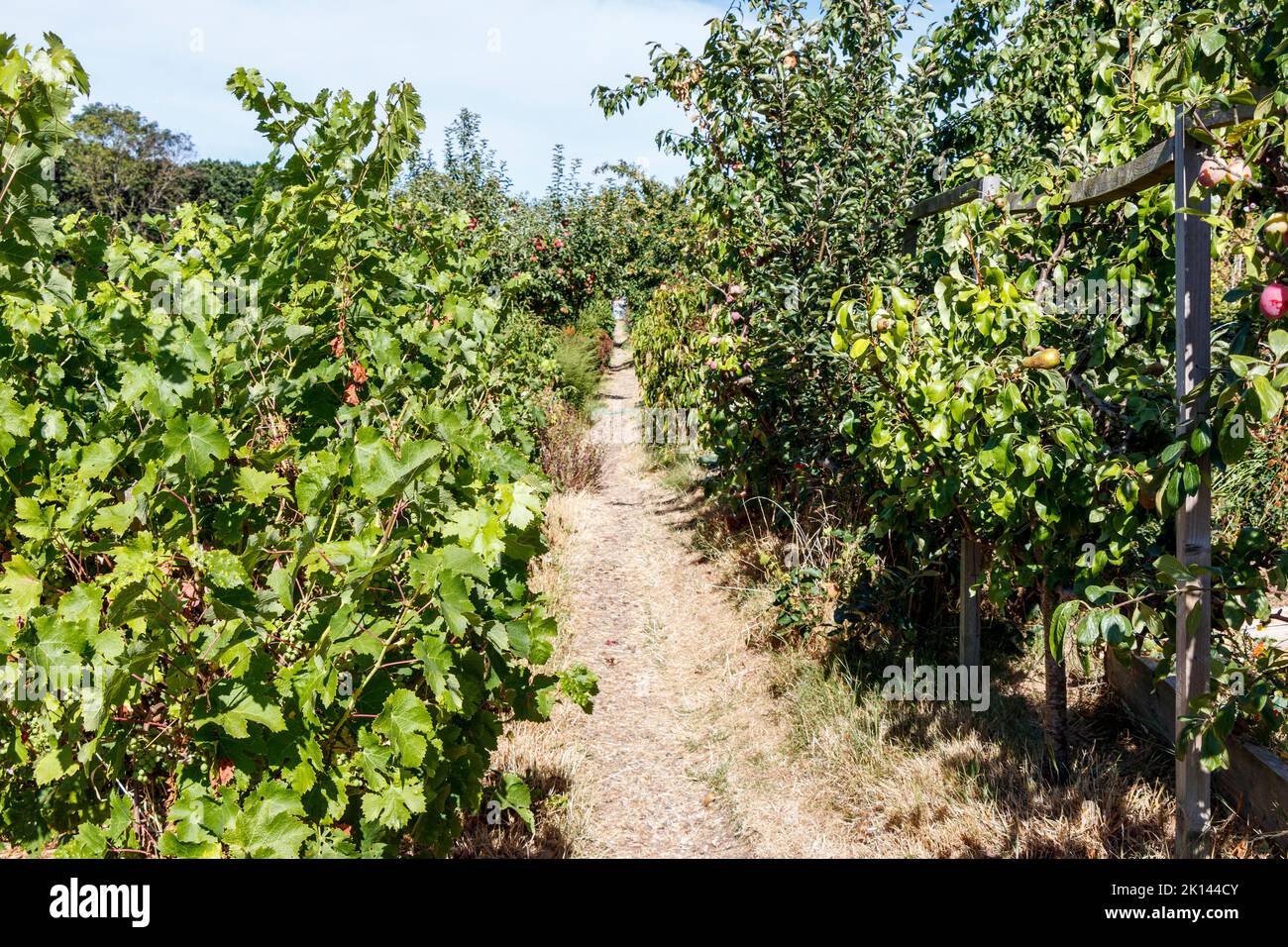 A grove of fruit trees on a council allotment in Crouch End, Haringey ...
