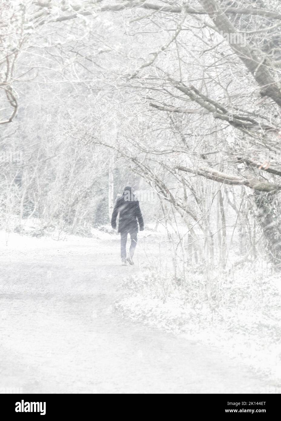 A man walking along a woodland path in a snowstorm Stock Photo - Alamy