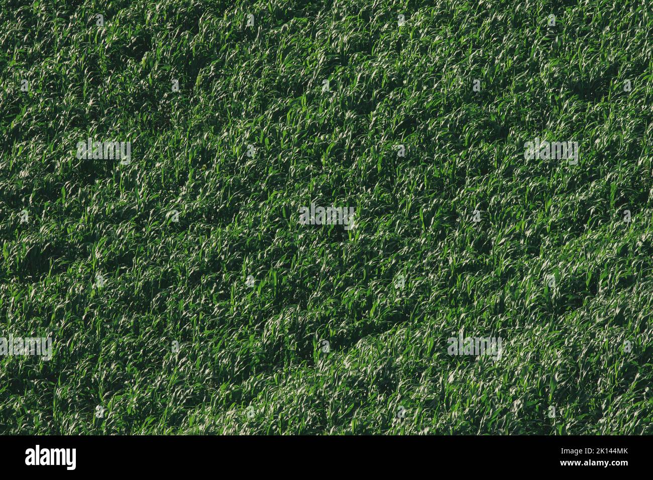 Green grass field on small hills Stock Photo - Alamy