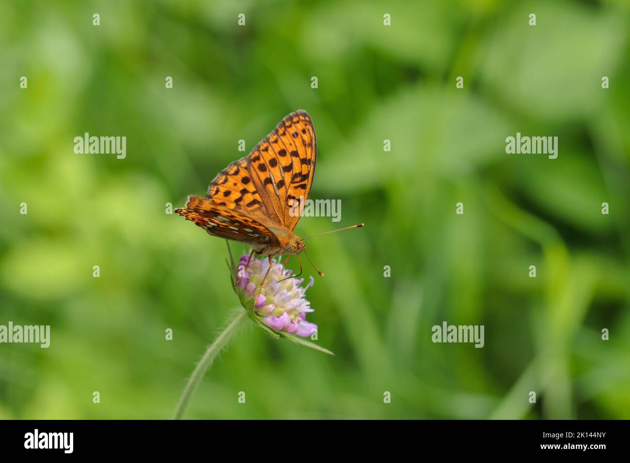 High brown fritillary butterfly (Fabriciana adippe Stock Photo - Alamy