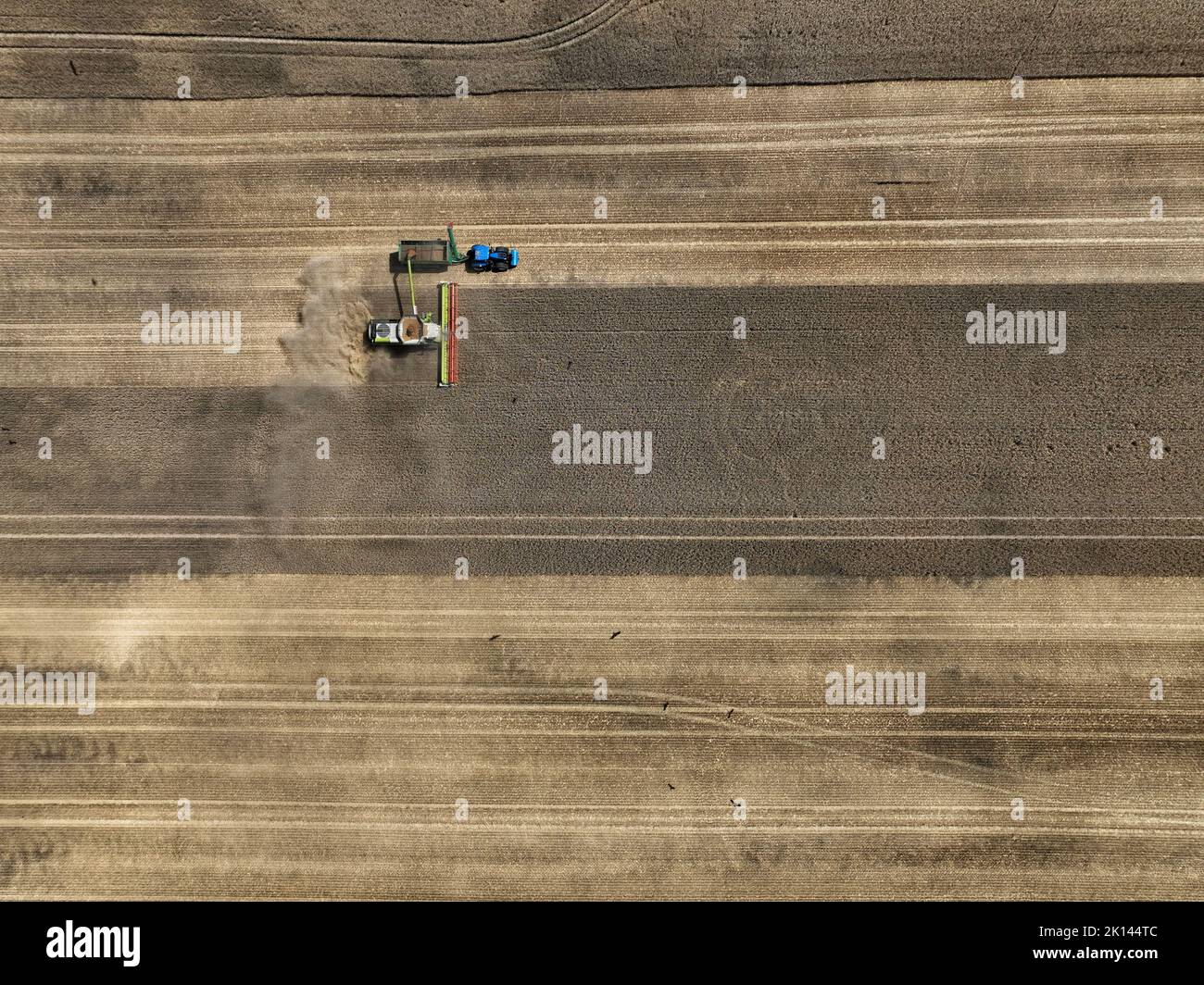 An aerial drone shot of cereal harvest in Brandenburg, Germany, on a ...