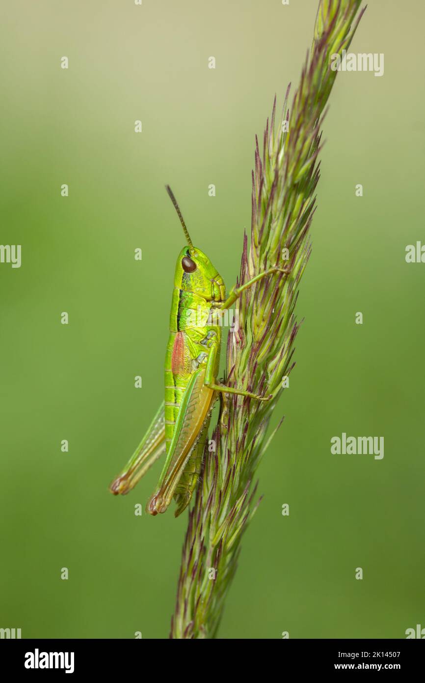 Female small gold grashopper (Euthystira brachyptera Stock Photo - Alamy