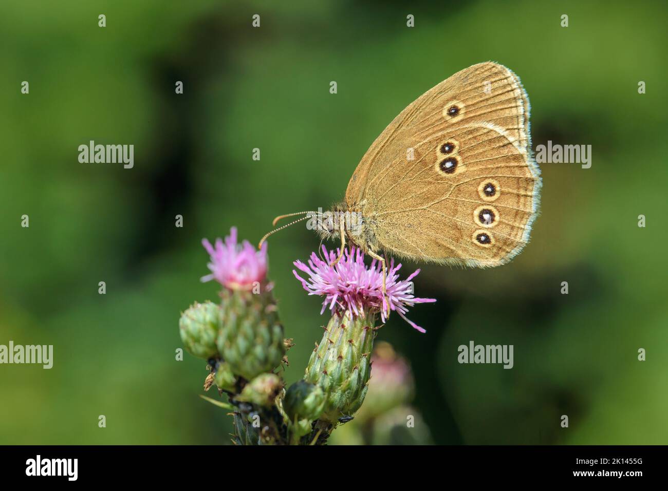 Ringlet butterfly (Aphantopus hyperantus Stock Photo - Alamy