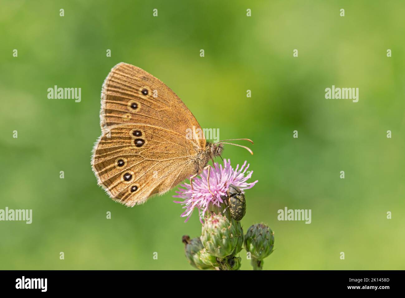 Ringlet butterfly (Aphantopus hyperantus Stock Photo - Alamy