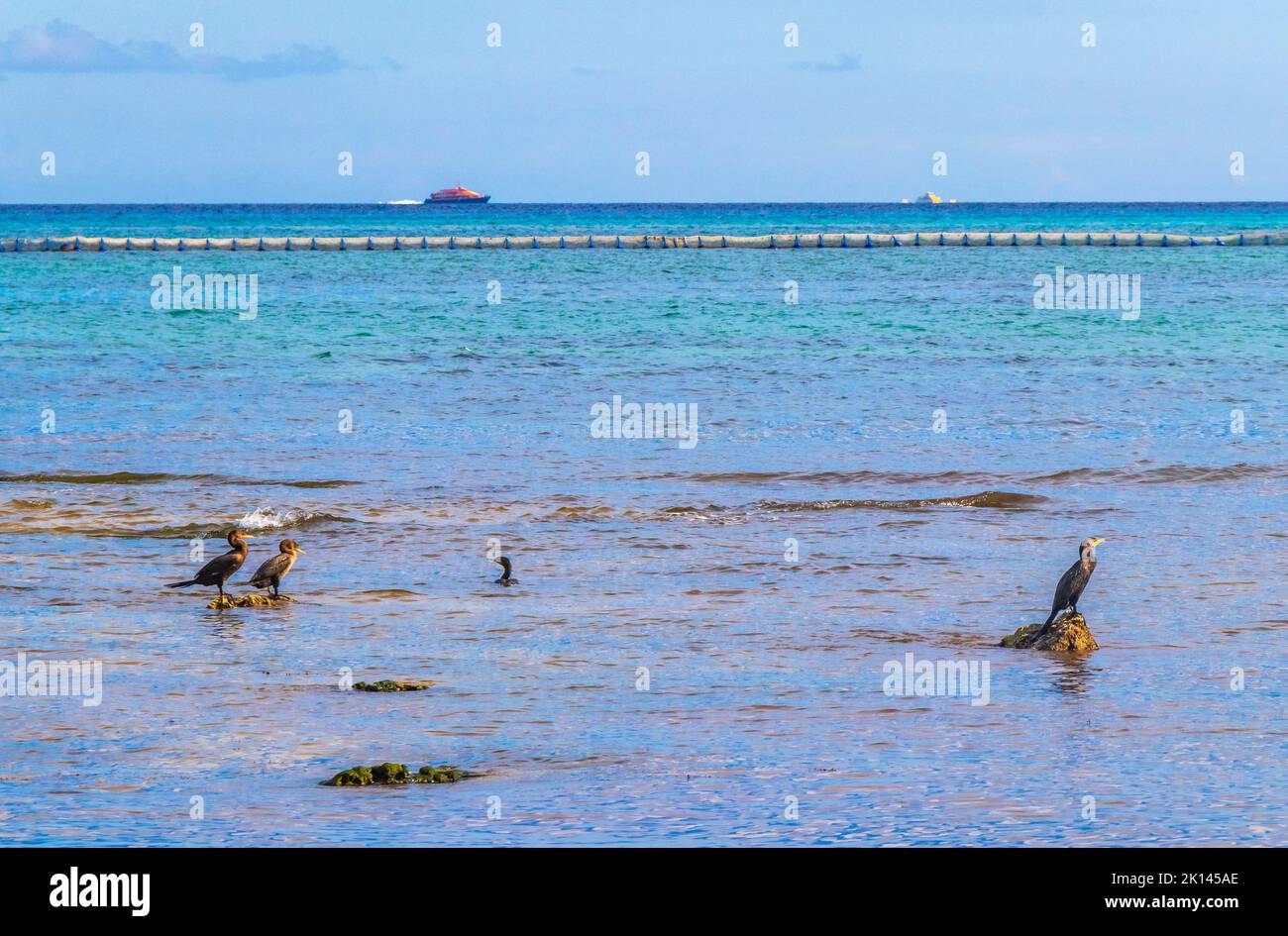 Neotropis Long-tailed Cormorant Cormorants sitting on rock boulder ...