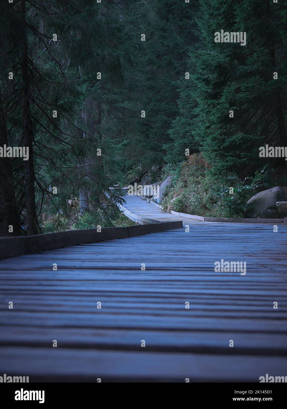 a wooden forest path in Black Forest, Germany Stock Photo - Alamy