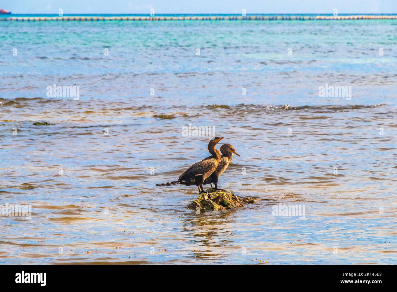 Neotropis Long-tailed Cormorant Cormorants sitting on rock boulder ...